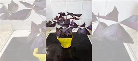 Оксалис Кислица купить в Москве Товары для дома и дачи Авито