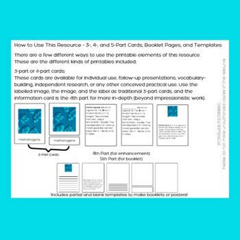 Archaea Domain Of Life Set Of 5 3 4 And 5 Part Cards Classified Nomenclature