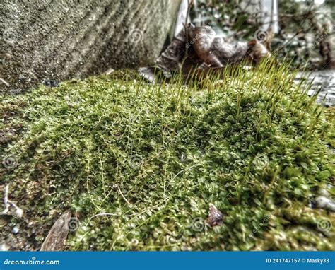 Tiny Green Moss With Leaf Like Structures Stock Image Image Of Like Leaf 241747157