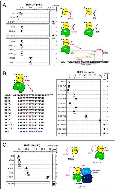 Measurements Of Unfolding Half Life In The Abl Sh3 Domain For Various Download Scientific