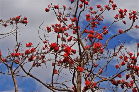 Coral Tree How To Plant And Care For Erythina Trees