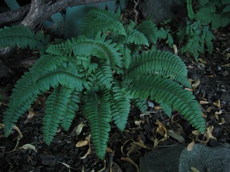 Christmas Fern Ontario Flora
