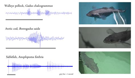 Detecting Underwater Sounds With Deep Learning Meridian