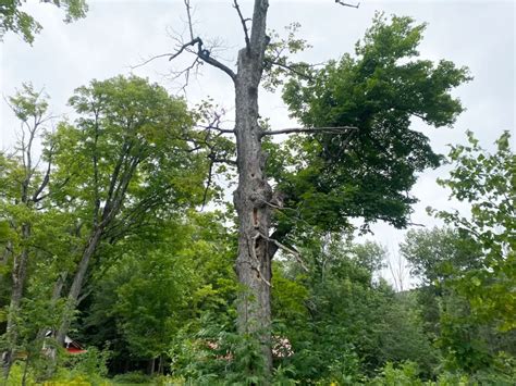 Designated Substance Nesting Bird Survey For Roof Repairs CM3 Environmental