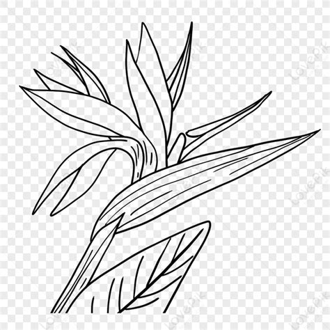열 일러스트 대 식물 라인 잠자리 꽃흑백 식물흰색 Png 일러스트 무료 다운로드 Lovepik