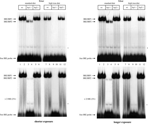 Non Radioactive Gel Shift Assay Protocol At Ellen Bushong Blog