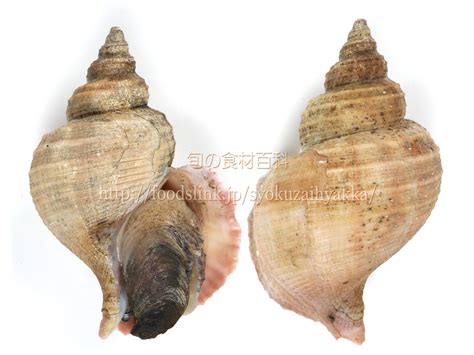 チヂミエゾボラエゾボラモドキつぶ貝旬の魚介百科