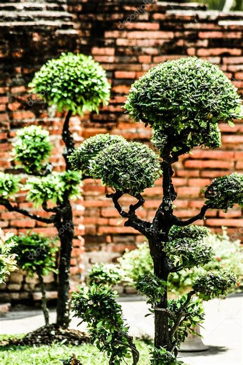 Beautiful Bald Cypress Bonsai Tree Forest Against A Wood Fence — Stock