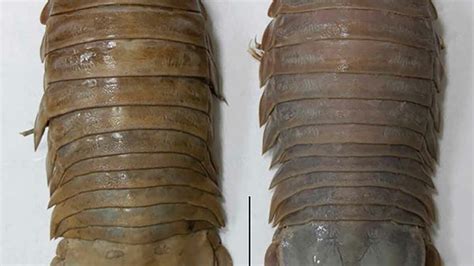 Recently Discovered Sea Bugs Can Grow Up To 15 Feet Eat Entire