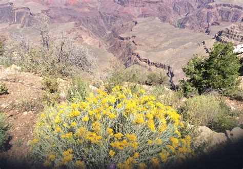 Plants On Canyon Rim Grand Canyon