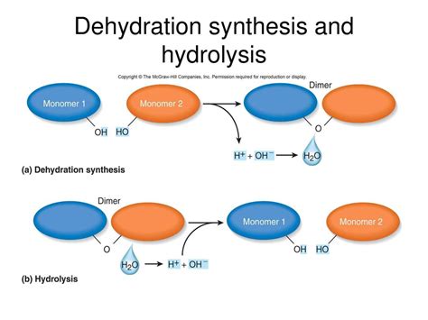 Ap Fall Final Review Ppt Download