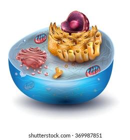 Cell Cross Section Structure Detailed Anatomy Stock Vector Royalty Free 369987851