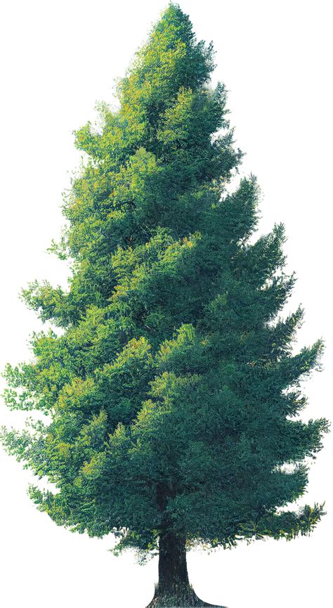 인공 지능 생성 전나무 소나무 Pixabay의 무료 이미지