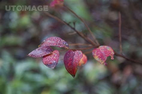 비온뒤 빨간 단풍 나무잎 유토이미지 상세페이지 베이직샵 사진 21583146