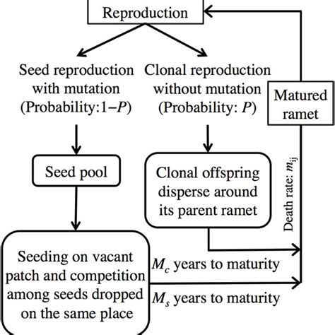 Pdf Spatial Niche Facilitates Clonal Reproduction In Seed Plants Under Temporal Disturbance
