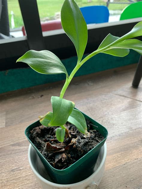 Insulin Plant Costus Igneus Rhizome And A Growing Bud 3”plant If