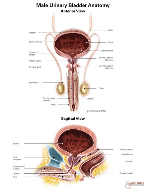 Urinary Bladder