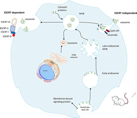 Exosome Biogenesis Process The Whole Procedure Of Exosome Biogenesis Download Scientific
