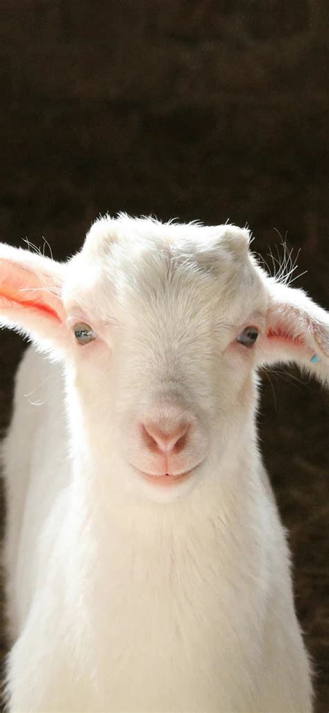 羔羊。 花瓣网