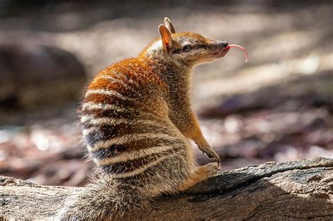 Numbats The Termite Hunting Marsupials Educational Resources K12