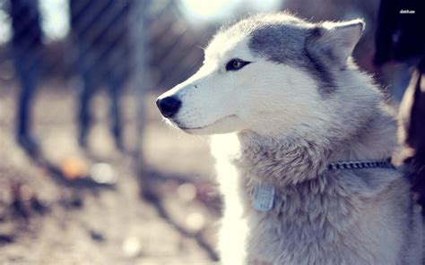 Husky Wallpapers Top Free Husky Backgrounds Wallpaperaccess