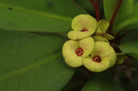 가시 또는 그리스도 가시 꽃의 크라운의 닫기 유포르비아 밀리 노란색 색상 가시 꽃의 왕관입니다 가시가 있는 노란 꽃입니다 유포
