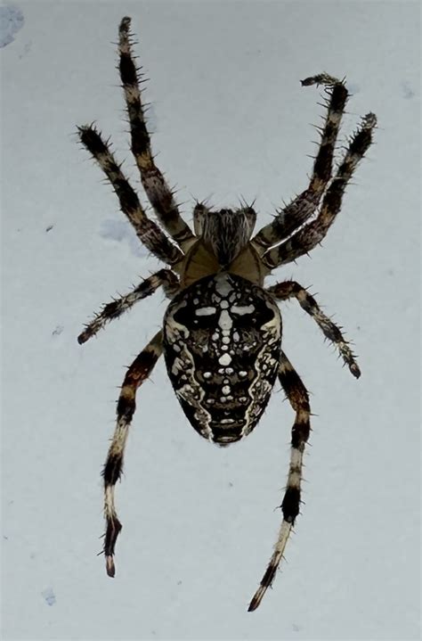 Araneus Diadematus Cross Orb Weaver In Quebec Canada