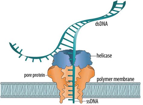 Schematic Representation Of A Dna Molecule Translocating A Protein Download Scientific Diagram