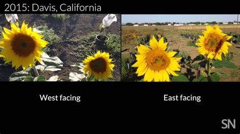 Young Sunflowers Follow The Suns Rays Science News Youtube