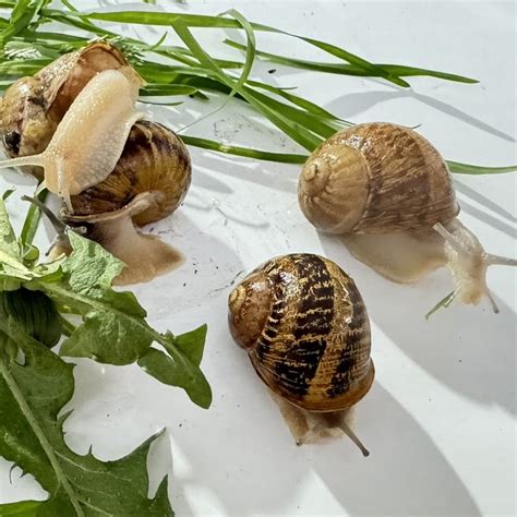 My Равлик🐌 Youtube