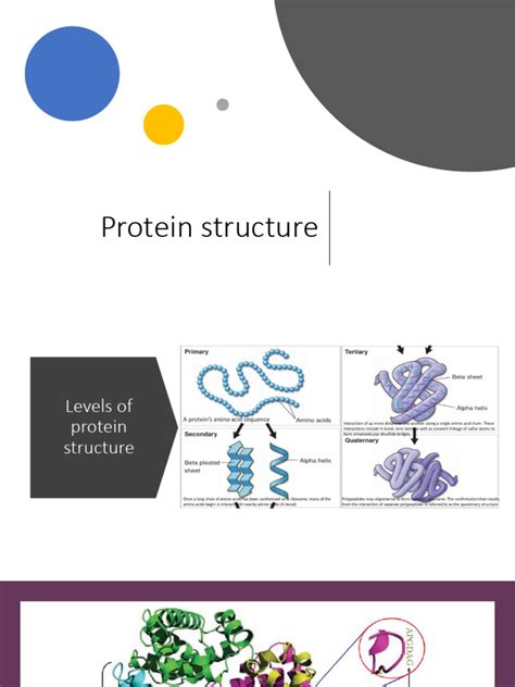 Protien Structure 1 Pdf Beta Sheet Alpha Helix
