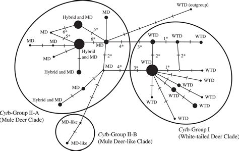 Contemporary Hybridization Between Female Mule Deer And Male White