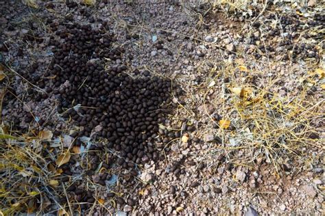 Backyard Animal Poop Identification Guide With Photos