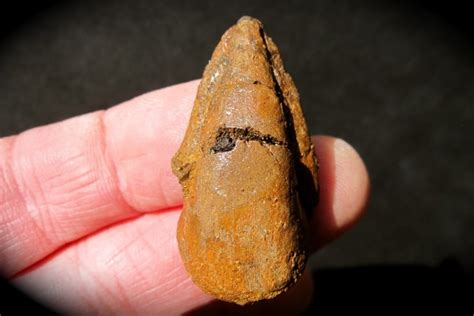 Thescelosaur Dinosaur Claw