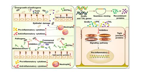 Bifidobacterium Bifidum H3 R2 And Its Molecular Communication Within