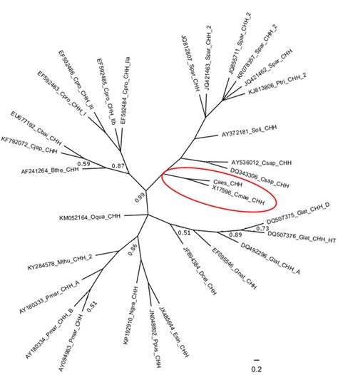 Bayesian Phylogeny Based On The Multiple Sequence Alignment Of The Download Scientific Diagram