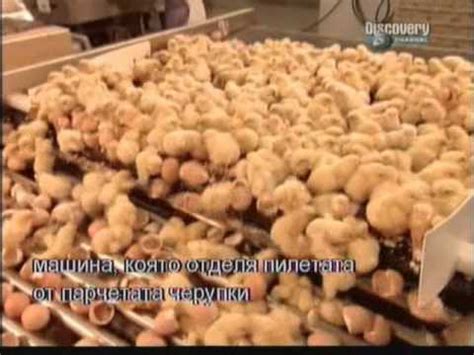 How it's made - Mass production chicken fabric chicken factory BG ...