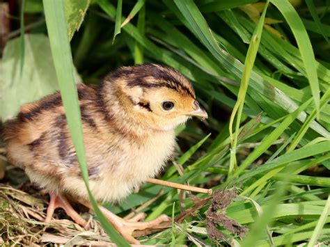 Common Pheasant Bird Facts Phasianus Colchicus Birdfact