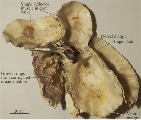 Bivalve Morphology For Sedimentologists Geological Digressions