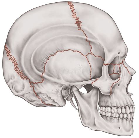 The Sutures Of Skull Lateral View Stock Illustration Illustration Of Mind Medically 262362690