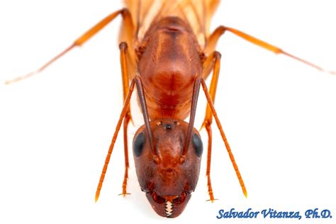 Hymenoptera Formicidae Camponotus Festinatus Carpenter Ants Female C Urban Programs El