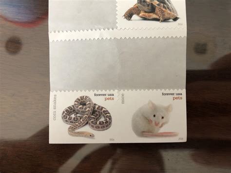 This Mouse Looks Like It Has Much Less Time To Live Than “forever” R