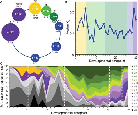 A Median Rates Of Protein Evolution K A For Genes With Peak