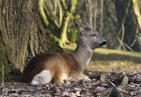 Foto Stock capriolo | Adobe Stock