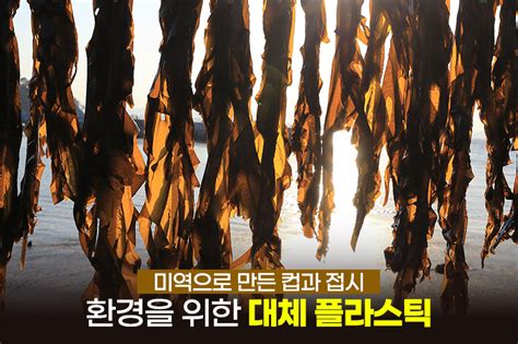 미역으로 만든 컵과 접시 환경을 위한 대체 플라스틱