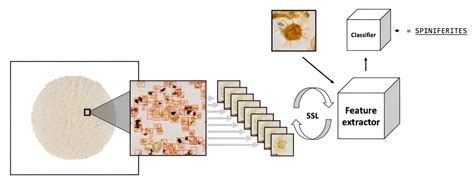 Researchers Develop Novel Ai Algorithm For Analyzing Microfossils