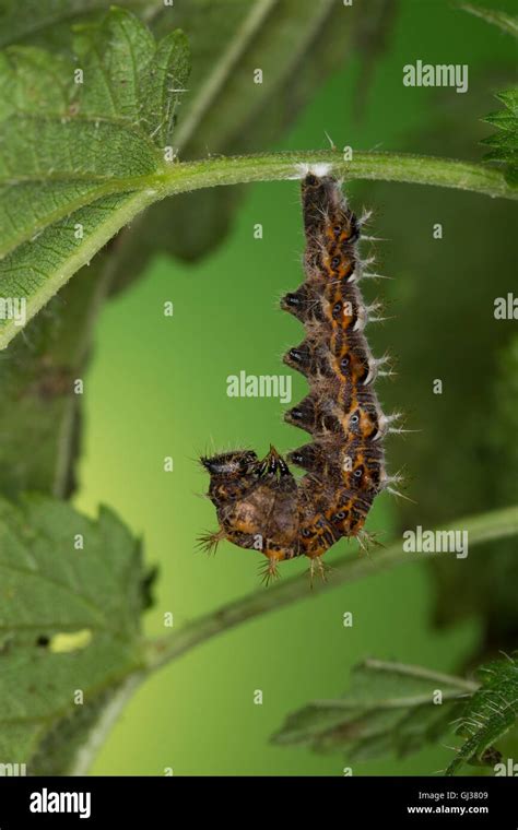 C-Falter, Weißes C, C-Fuchs, Raupe verpuppt sich, Puppe, Polygonia c ...