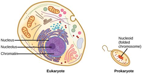 The Structure Of Dna · Concepts Of Biology