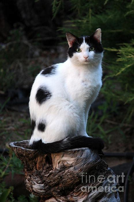 White Cat With Black Spots Breed