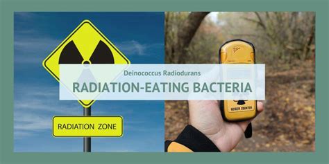 Radiation Eating Bacteria Deinococcus Radiodurans Biolabtests